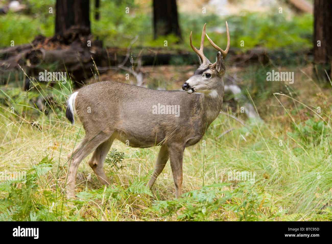 Four point Mule deer (black-tailed deer) - Sierra Nevadas, California ...