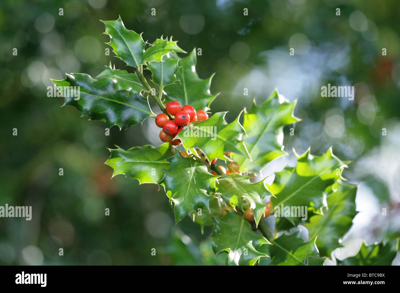Holly and berries close-up portrait Stock Photo - Alamy
