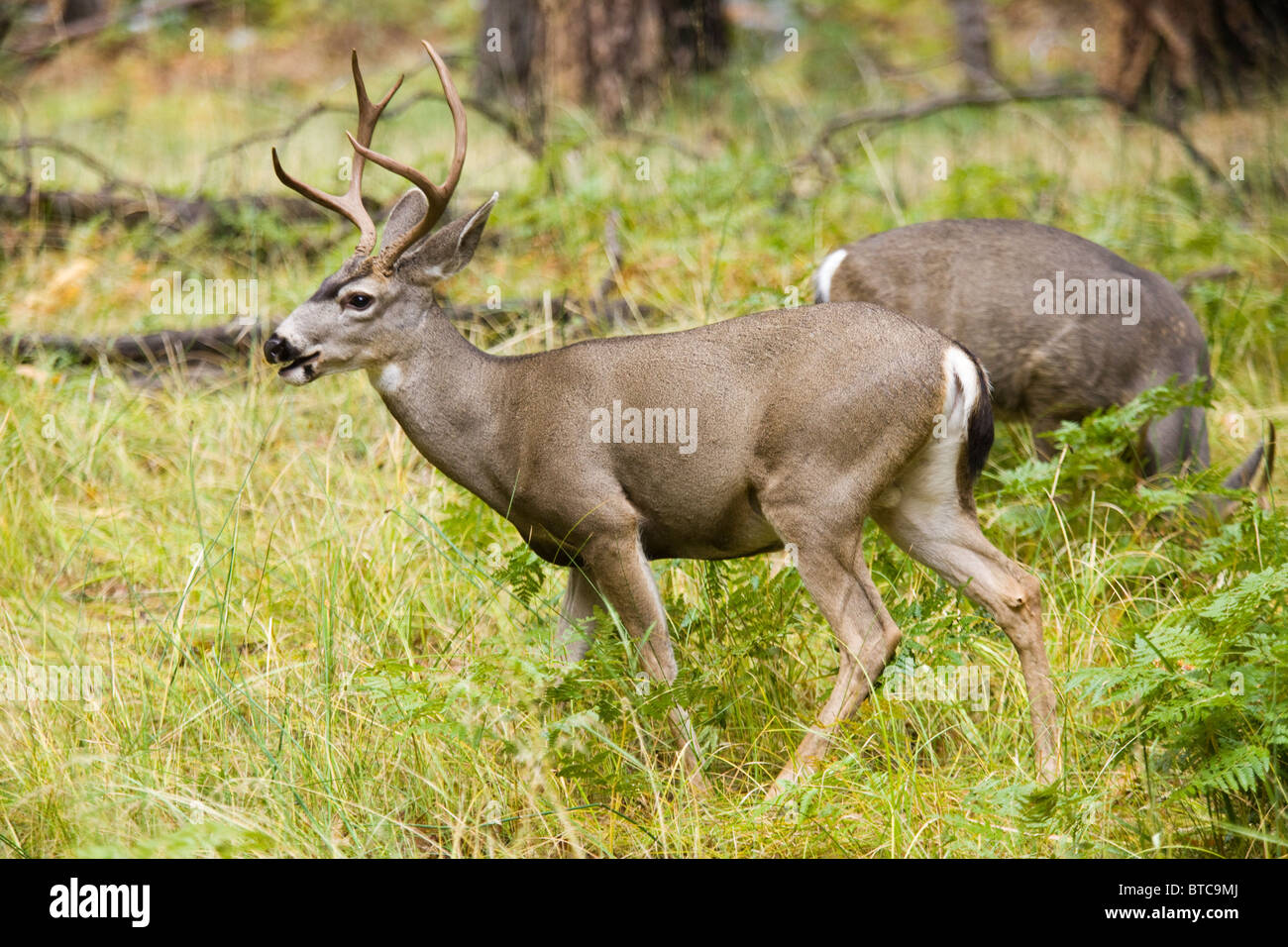 5 point Mule deer (black-tailed deer) grazing next to road - Sierra ...