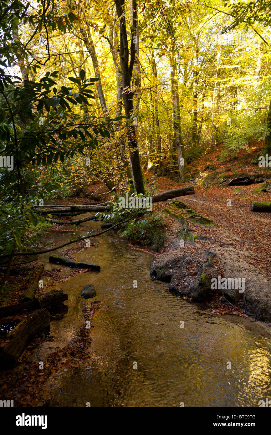 woodland stream in autumn sunlight Stock Photo - Alamy