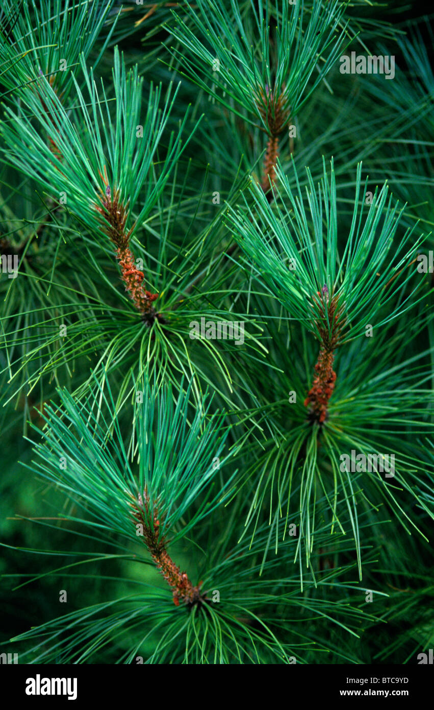 A close up view of pine leaves Stock Photo - Alamy