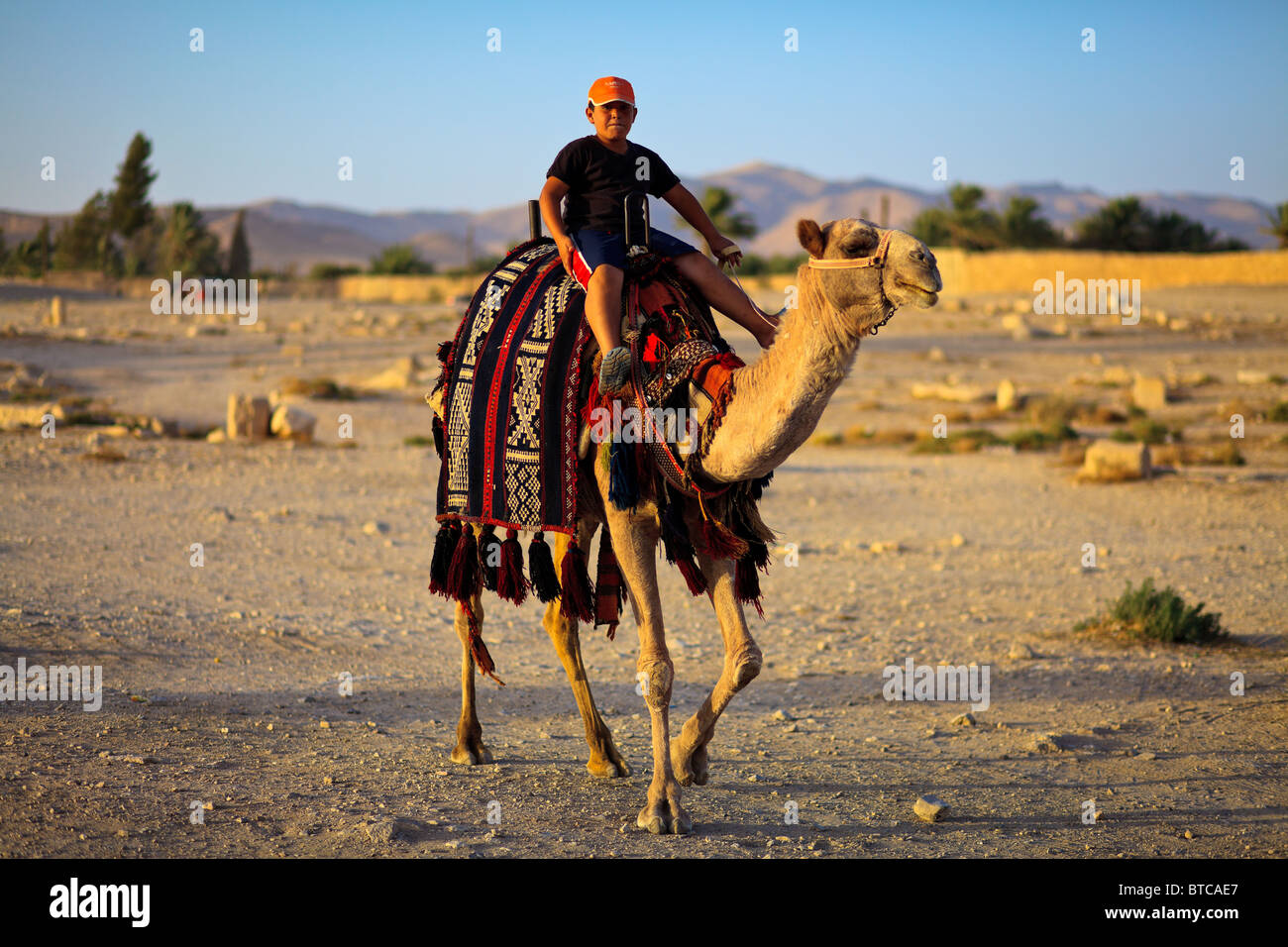Bedouin boy riding on a camel, Palmyra, Syria Stock Photo - Alamy