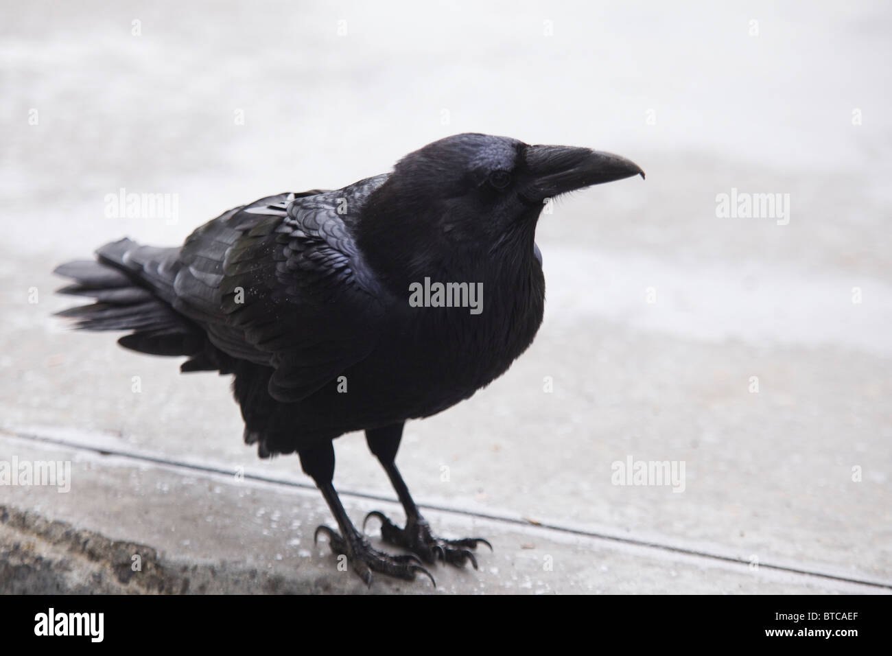 Sitting crow sitting raven hi-res stock photography and images - Alamy