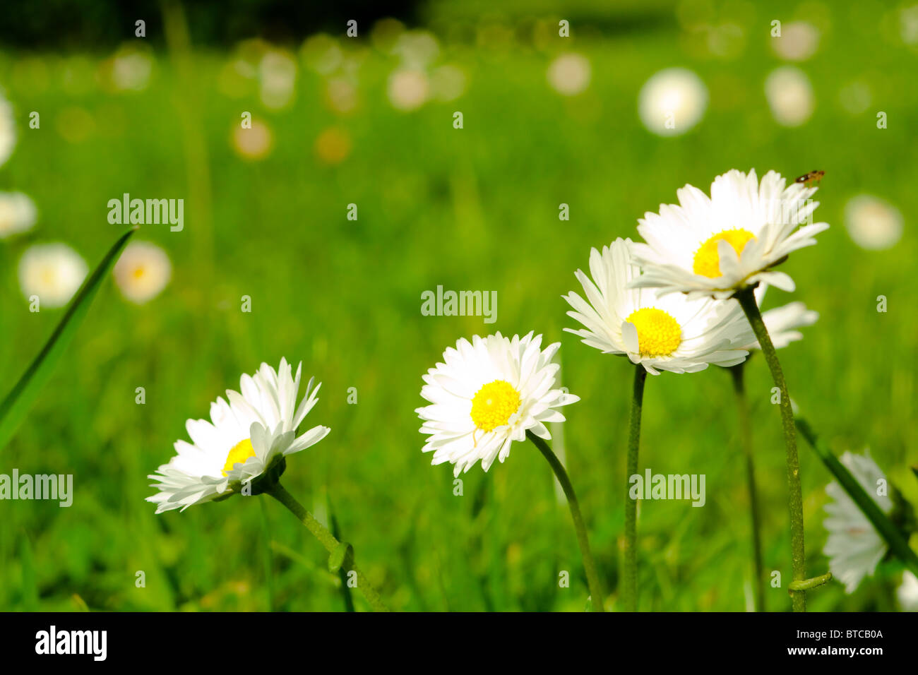 Four daisy close-up macro on nature background Stock Photo - Alamy
