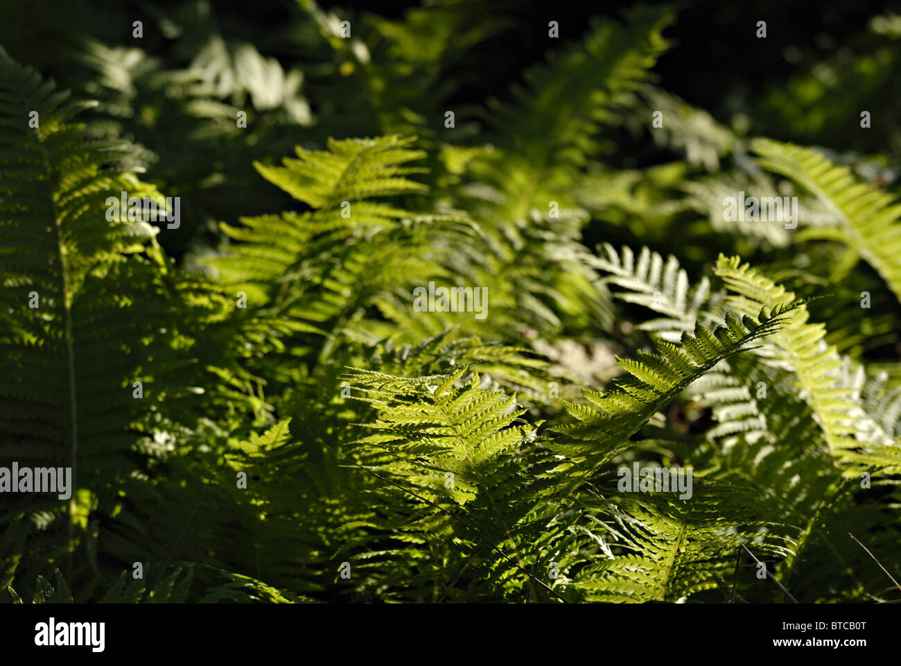 Luminous ferns hi-res stock photography and images - Alamy