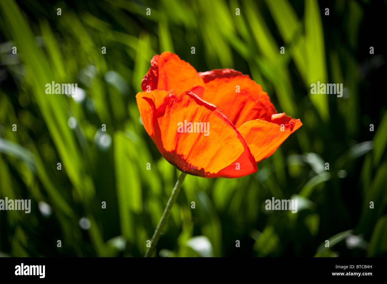 Red sea poppy hi-res stock photography and images - Alamy