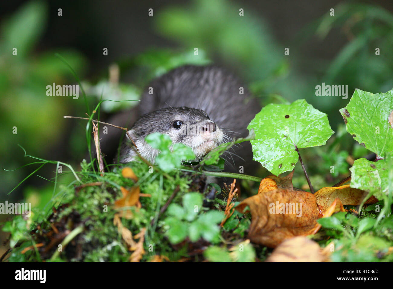 Young otter behind plants, Combe Martin Wildlife Park, Devon, England ...