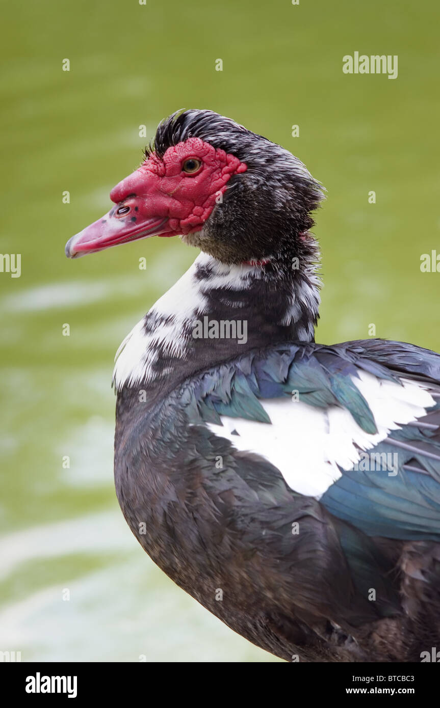 Male Muscovy Ducks