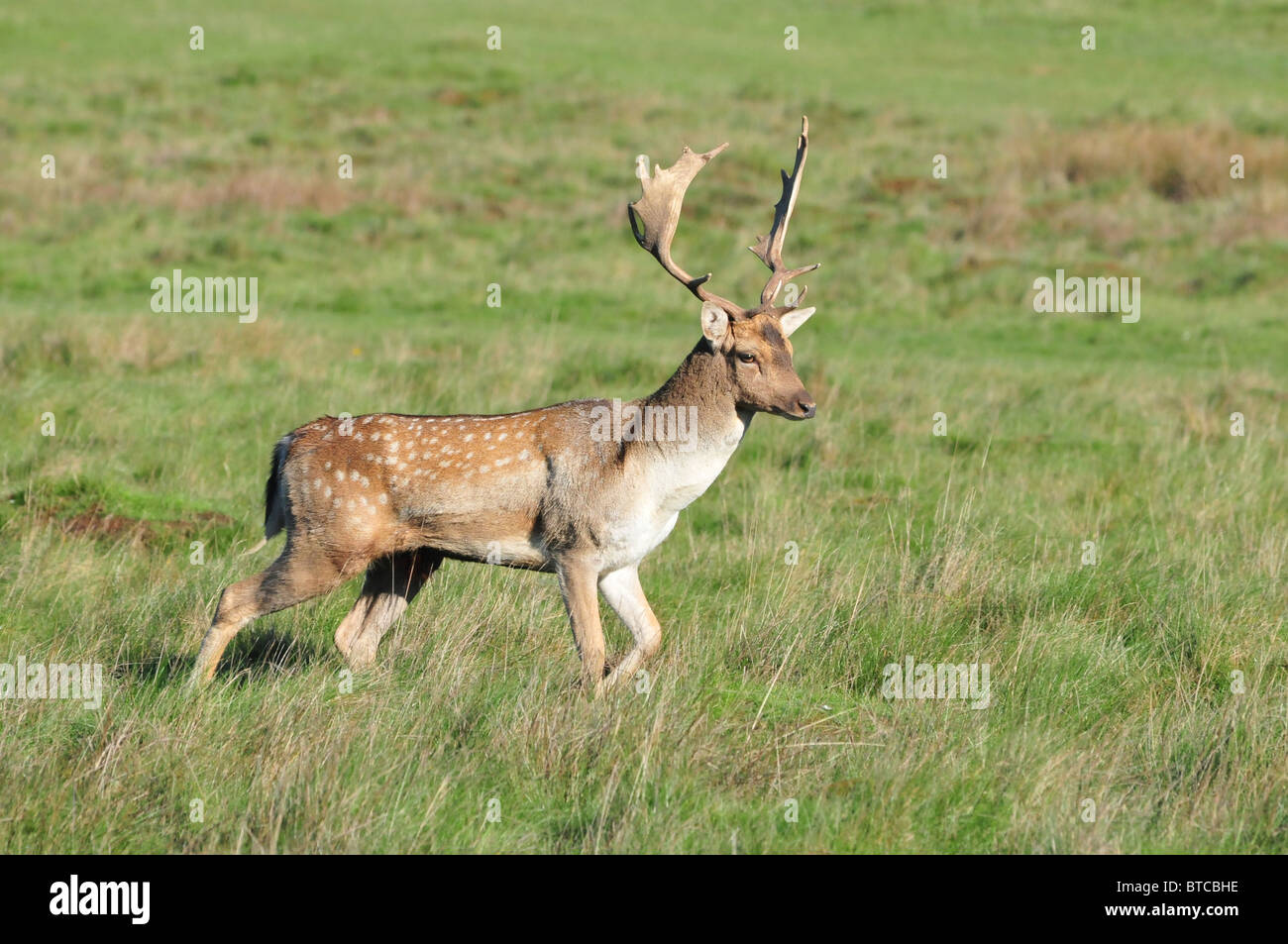 English fallow deer hi-res stock photography and images - Alamy