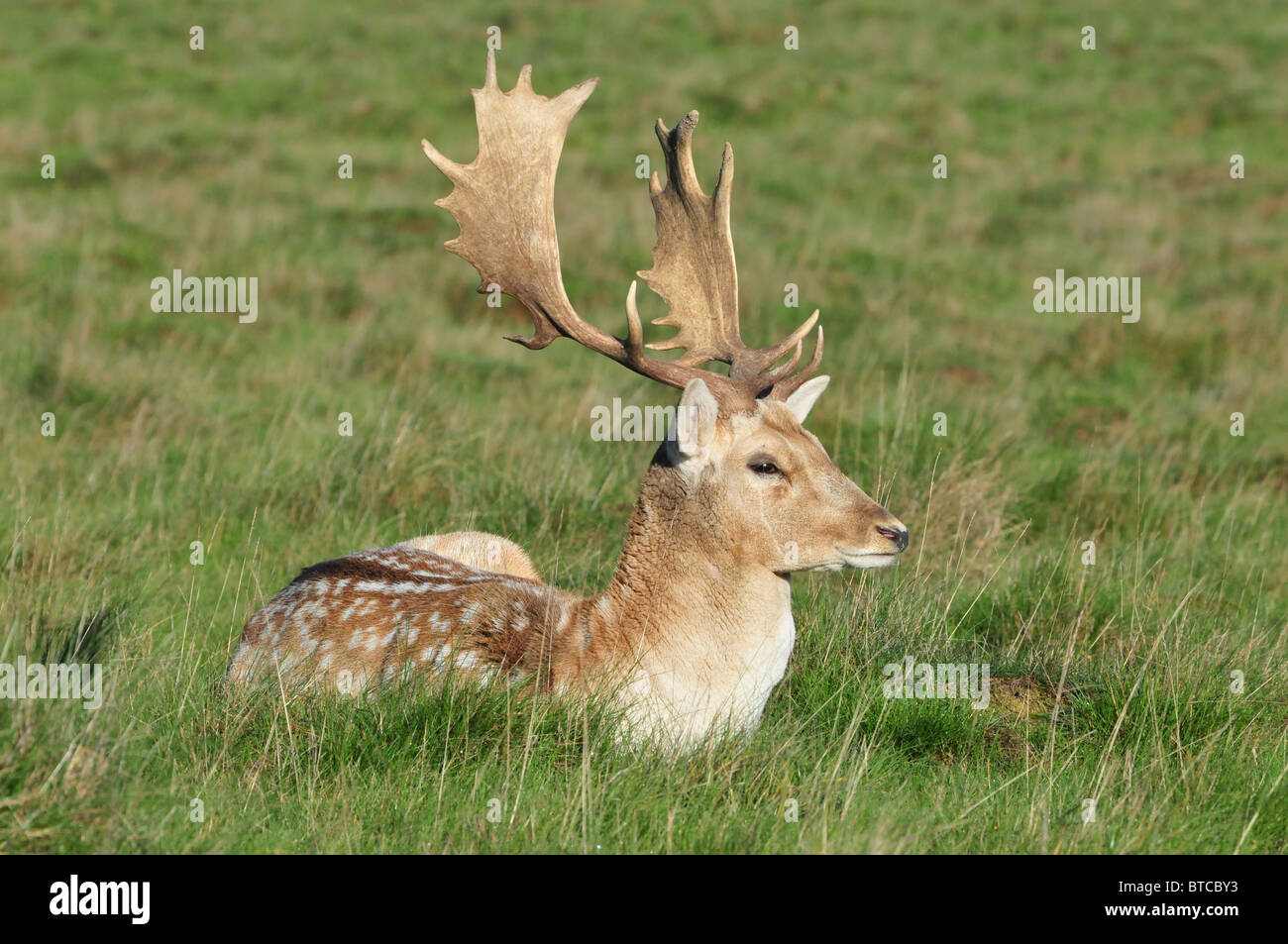 Deer sitting down hi-res stock photography and images - Alamy