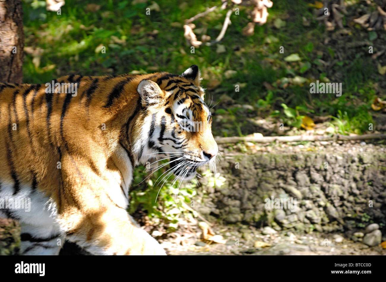 Tiger snout hi-res stock photography and images - Alamy