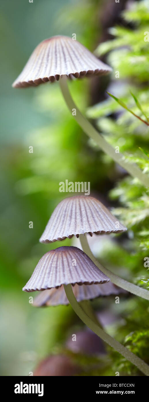 Tall Toadstools High Resolution Stock Photography and Images - Alamy
