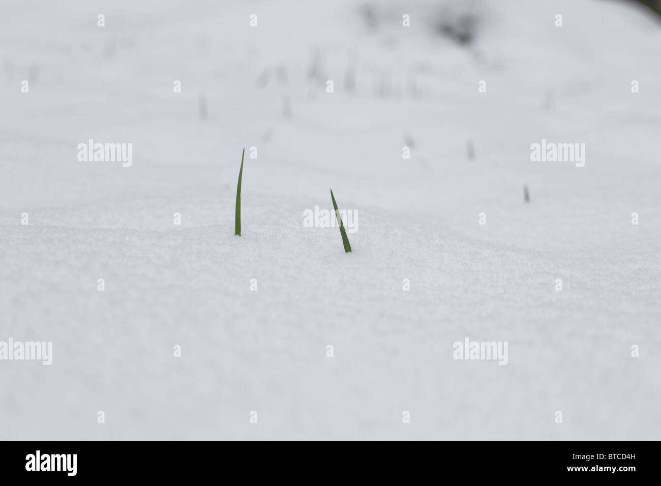 Green_shoots hi-res stock photography and images - Alamy