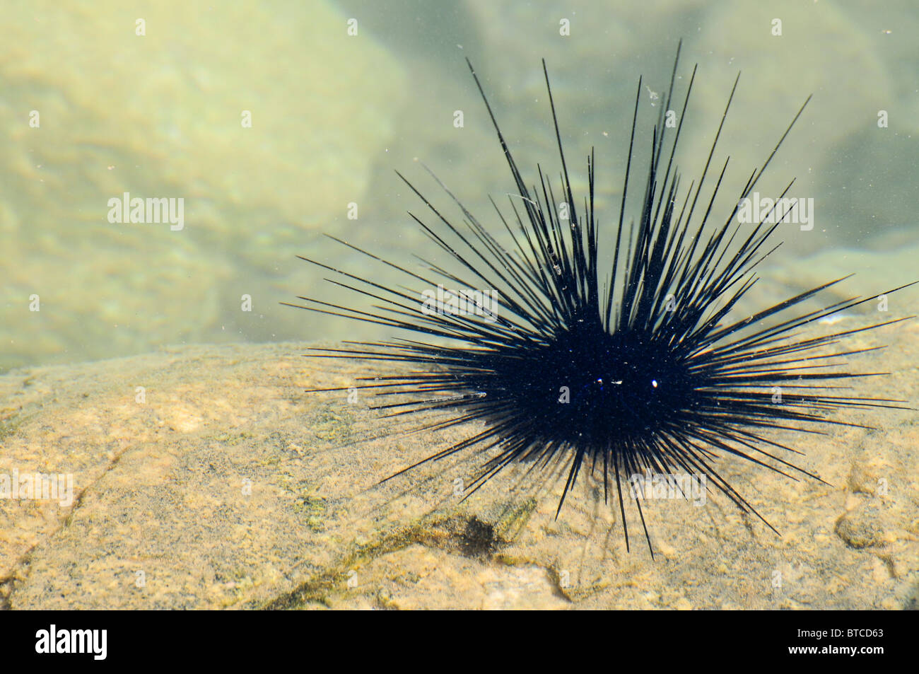 Israel, Eilat, Red Sea, Black Sea urchin (Echinoidea Stock Photo ...