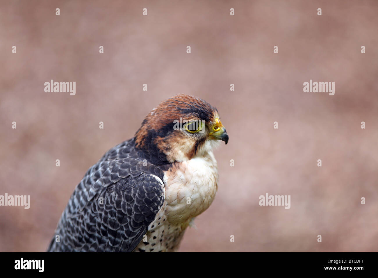 Hawk, Combe Martin Wildlife Park, Devon, England Stock Photo - Alamy
