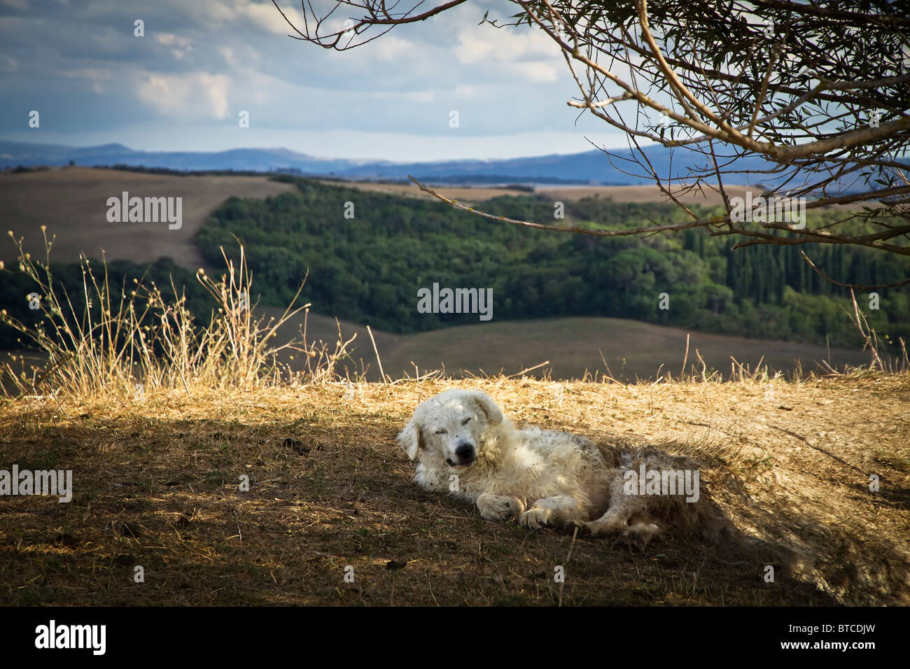 Sleepy sheep dog seeking shade from late afternoon sun under tree ...