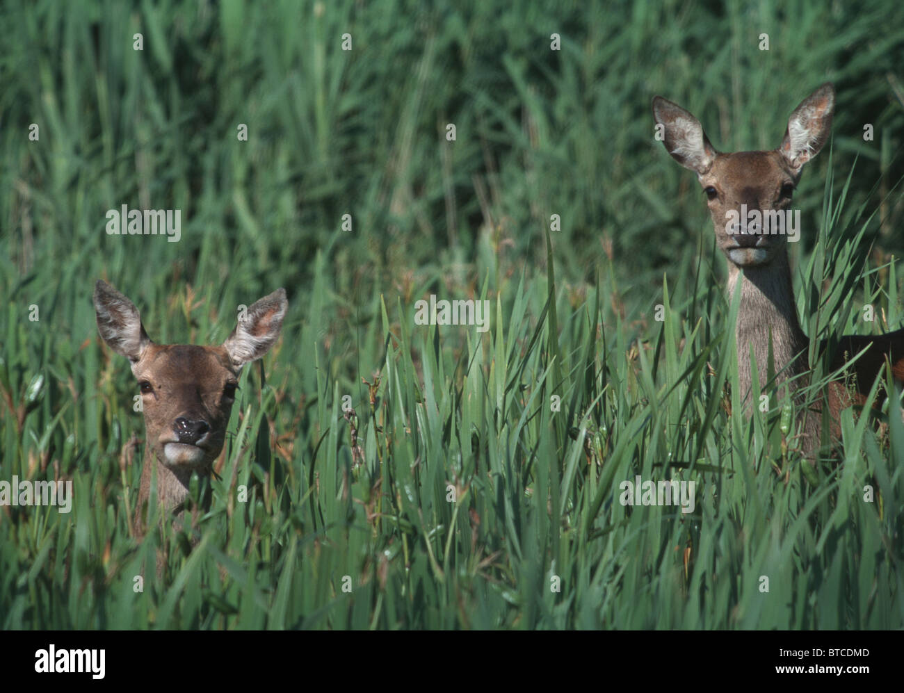 Yearling red deer stag hi-res stock photography and images - Alamy