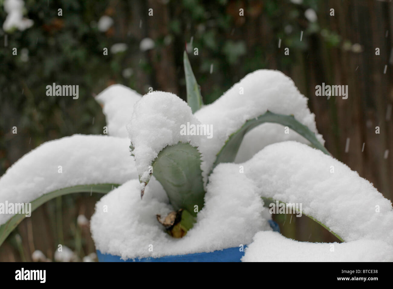 Snow on cactus hi-res stock photography and images - Alamy