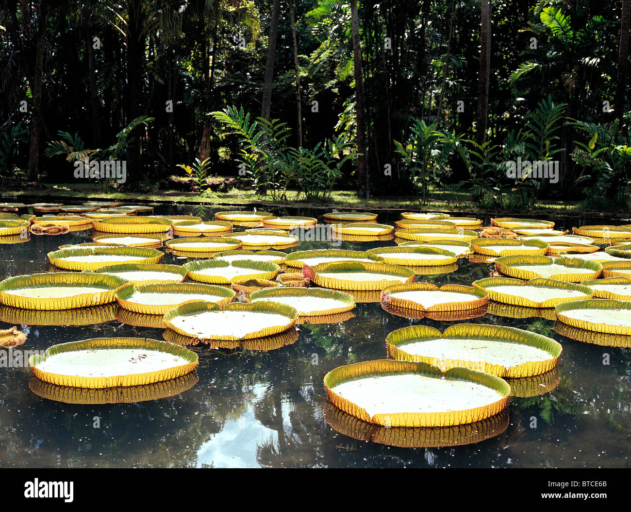 Pamplemousses botanical gardens hi-res stock photography and images - Alamy