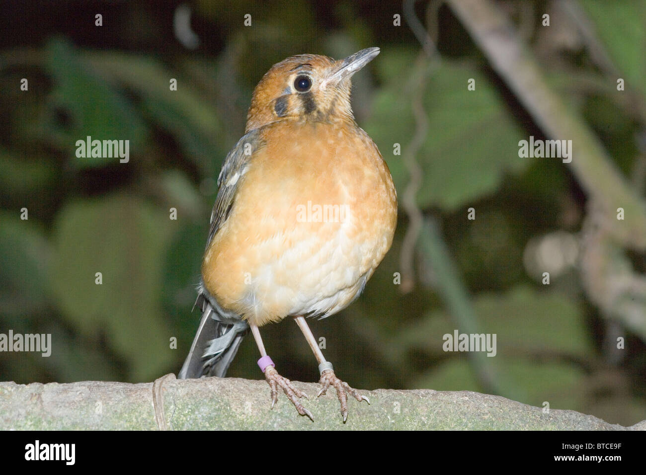 Orange-headed Ground Thrush (Zoothera citrina). Asia. Aviary bird Stock ...