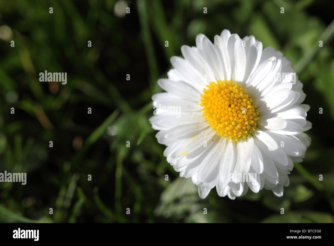 garden daisy (bellis perennis Stock Photo - Alamy
