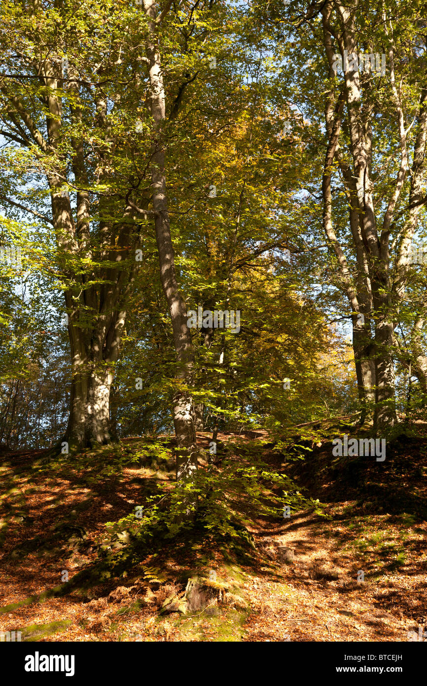 old forest trees in autumn Stock Photo - Alamy