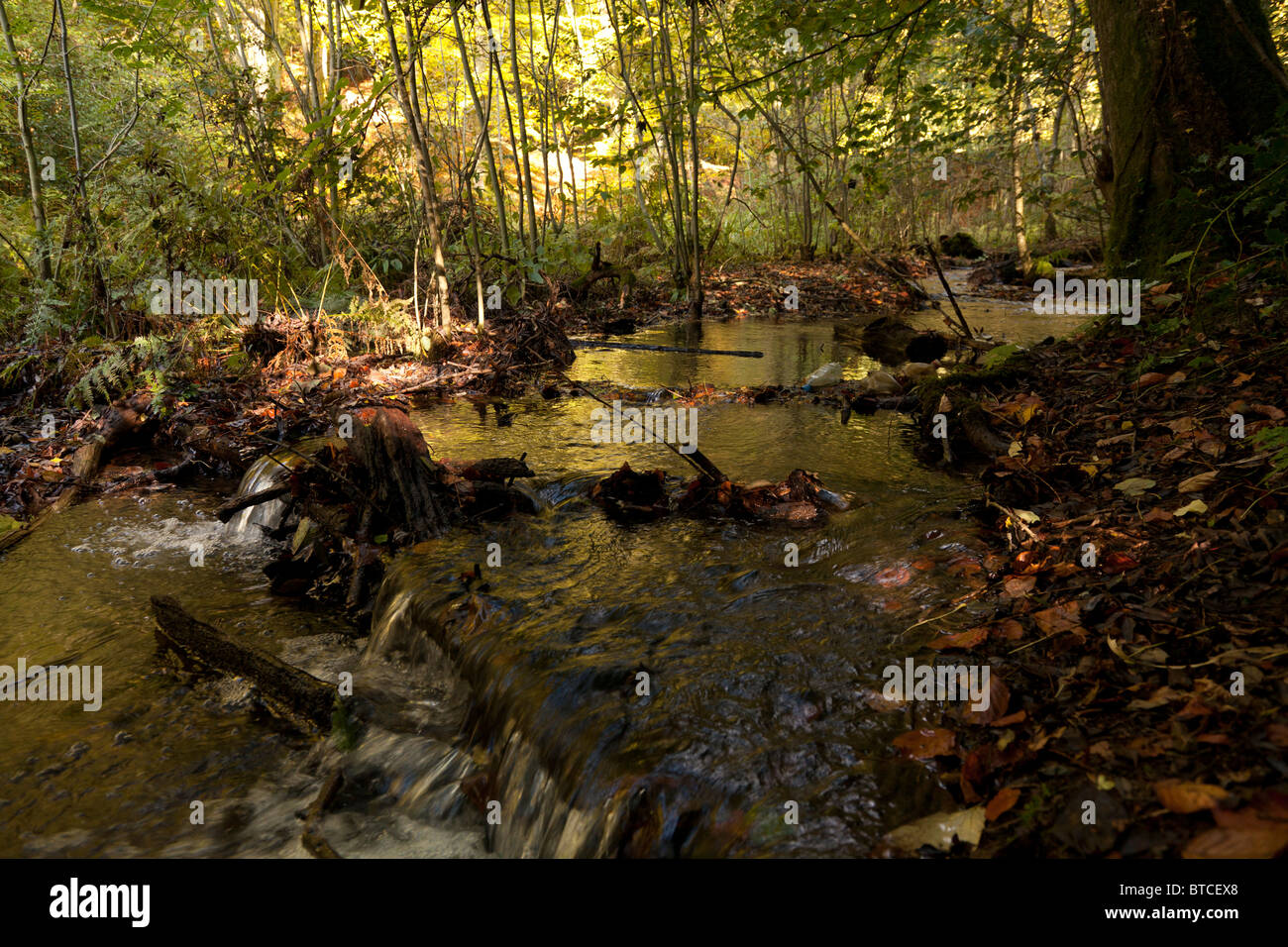 Charming woodland environment hi-res stock photography and images - Alamy