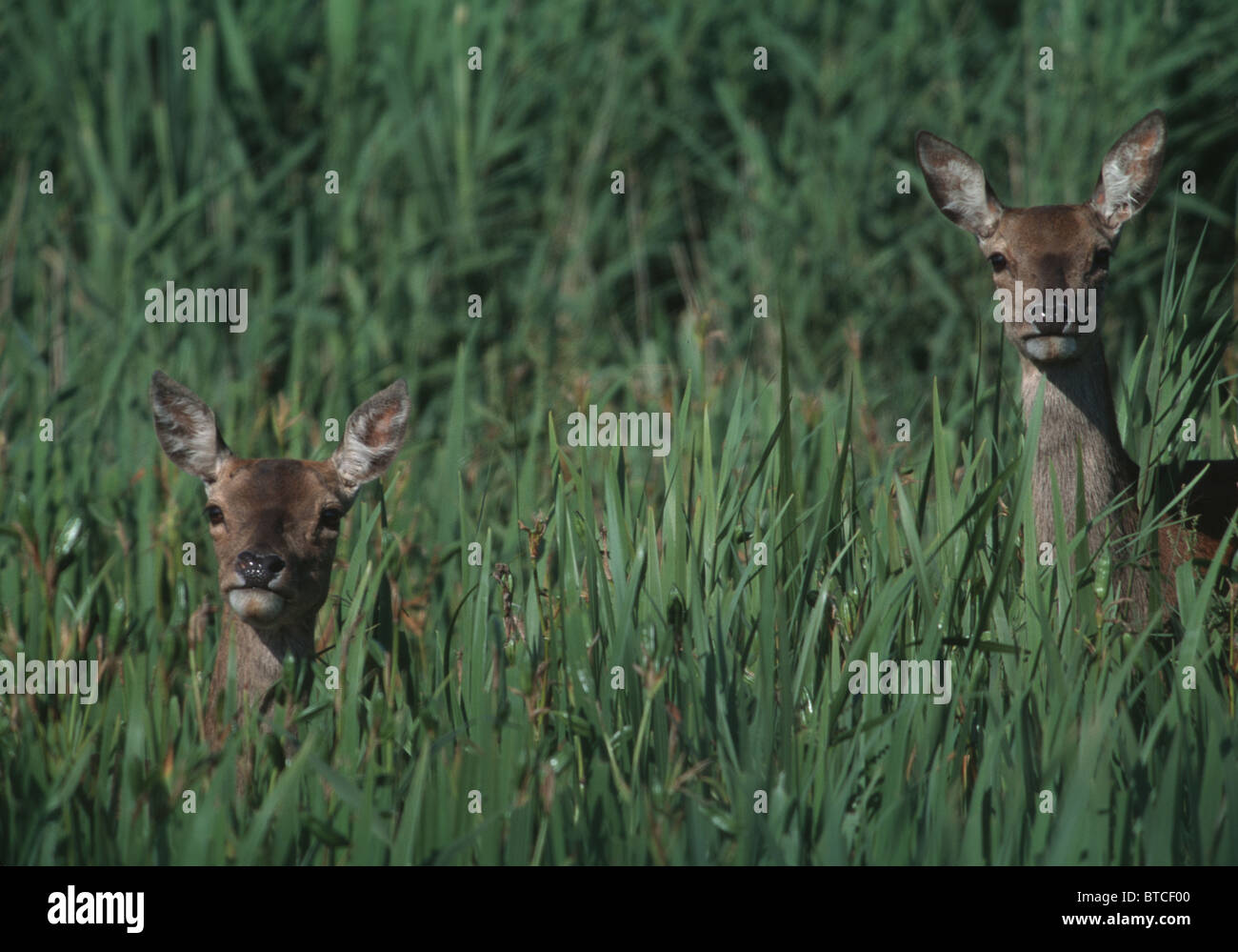 Yearling red deer stag hi-res stock photography and images - Alamy