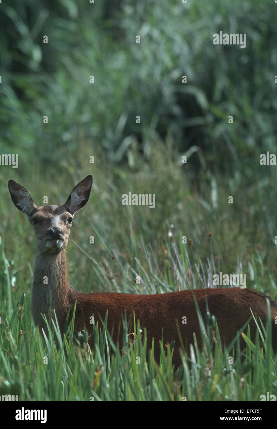 Yearling red deer stag hi-res stock photography and images - Alamy