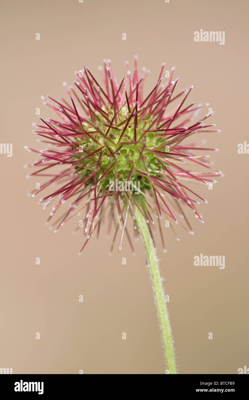 Bur seed hi-res stock photography and images - Alamy