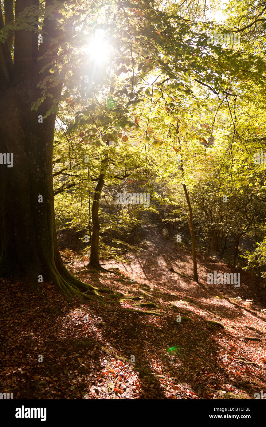old forest trees in autumn Stock Photo - Alamy