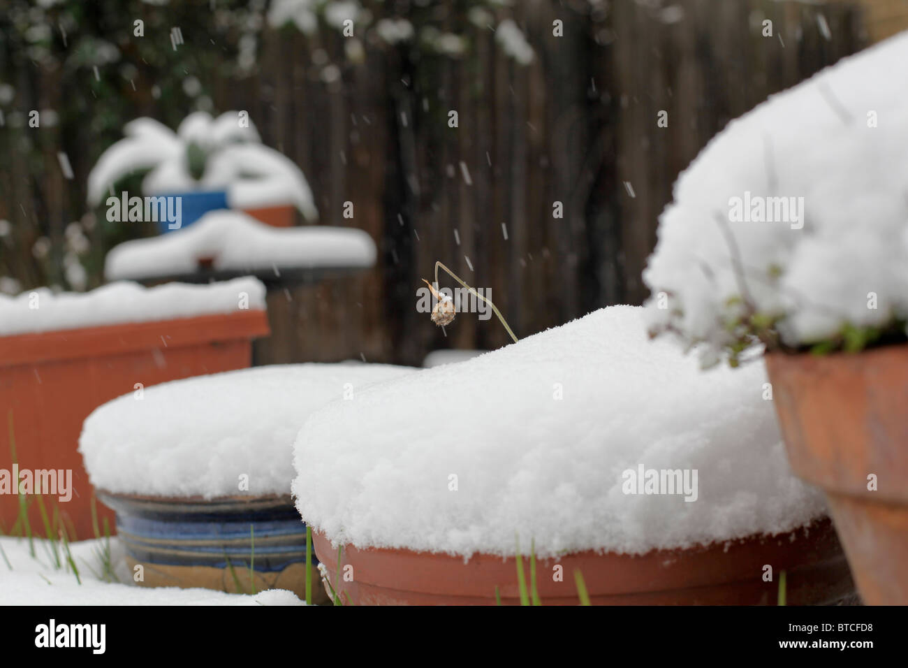 Snow covered flower pots in garden Stock Photo - Alamy