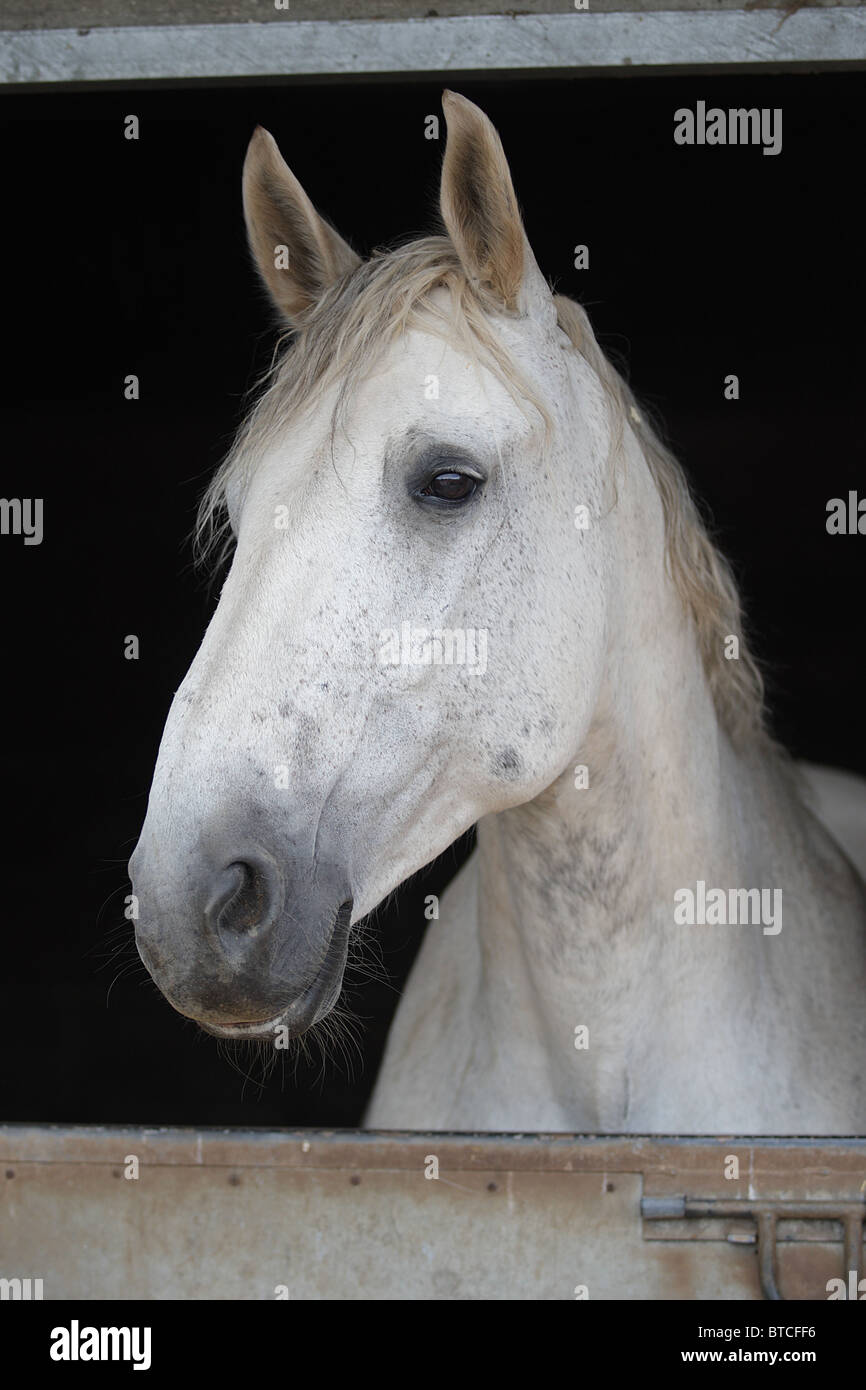 Horse at stables Stock Photo - Alamy