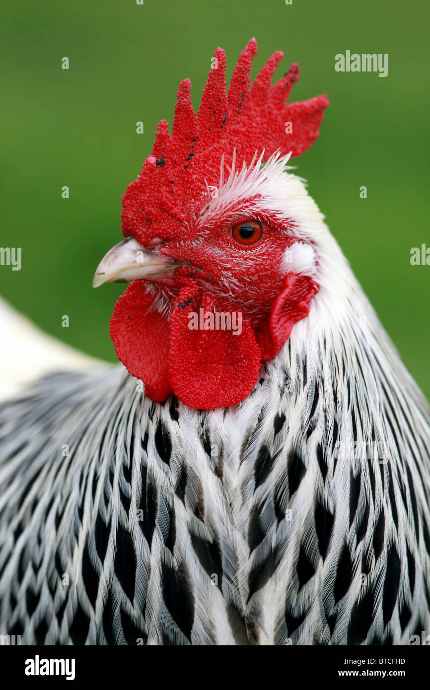 A picture of a cockerel Stock Photo - Alamy