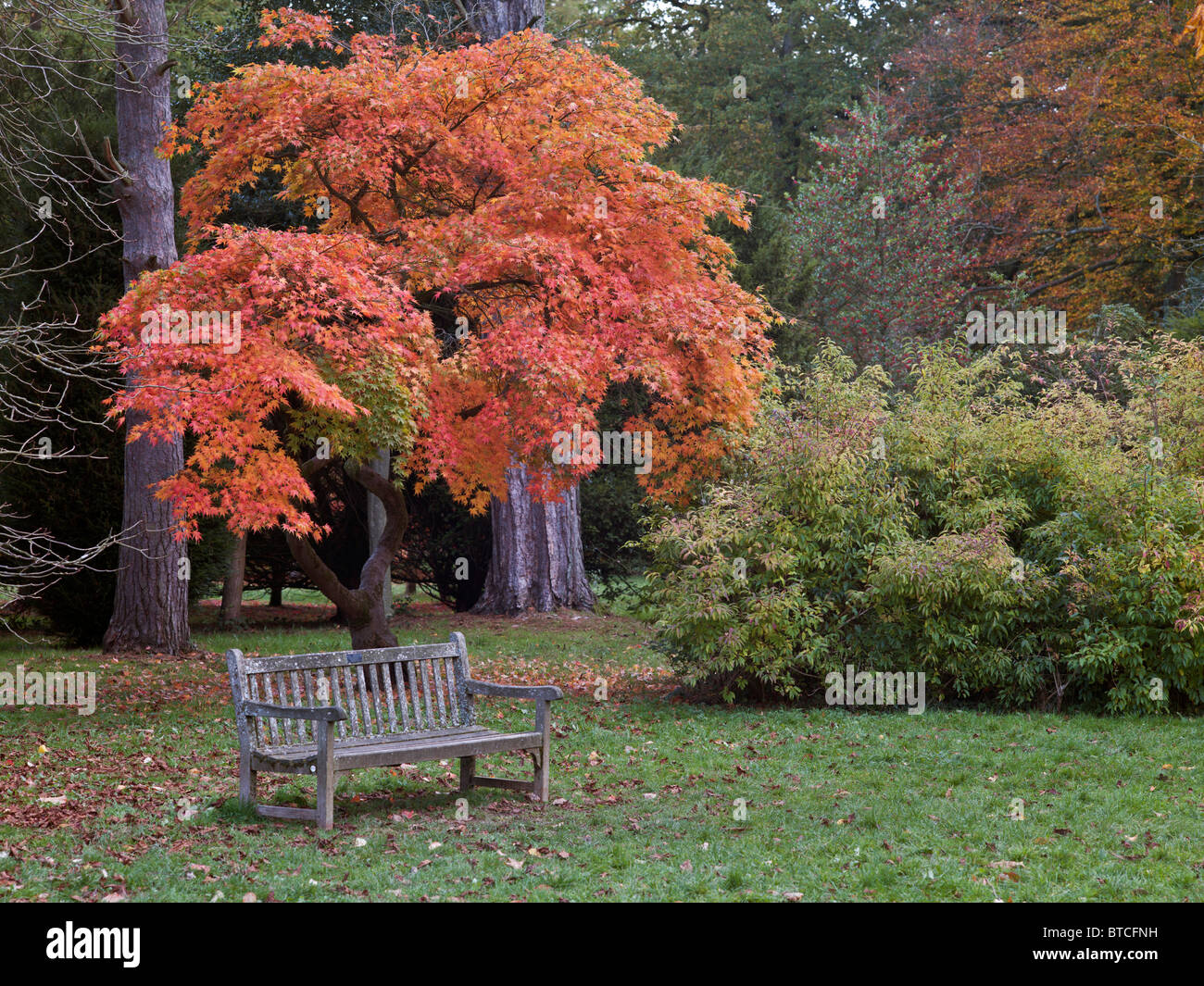 Autumn colors at the National Arboretum at Westonbirt Stock Photo - Alamy