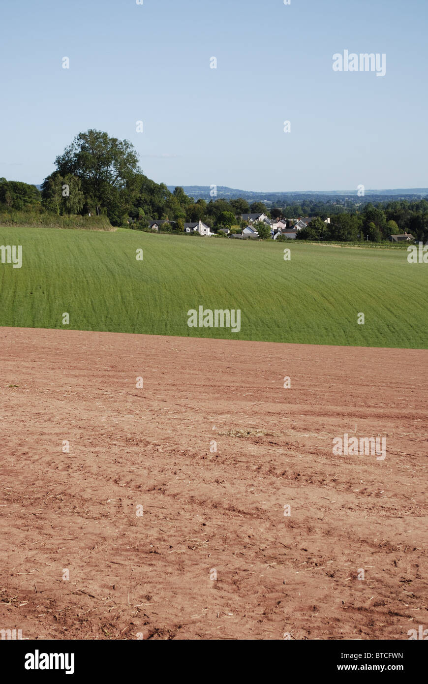 Rural agricultural scene of farmland around the village of Halberton ...