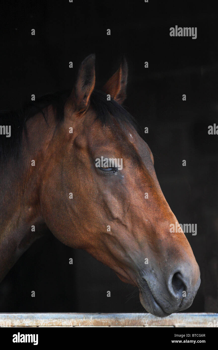 Horse at stables Stock Photo - Alamy