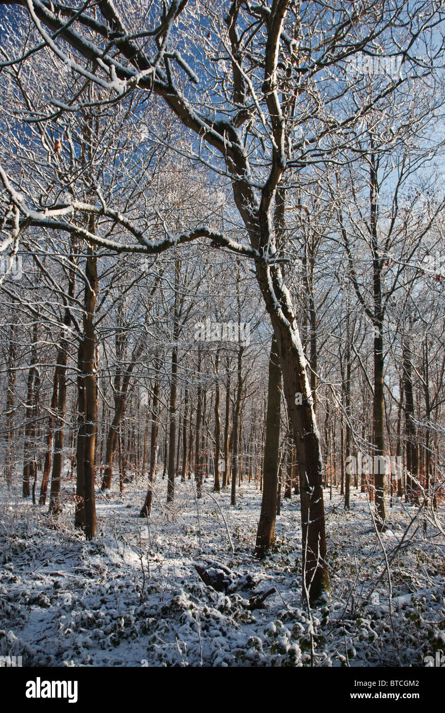 woodland after snow Stock Photo - Alamy