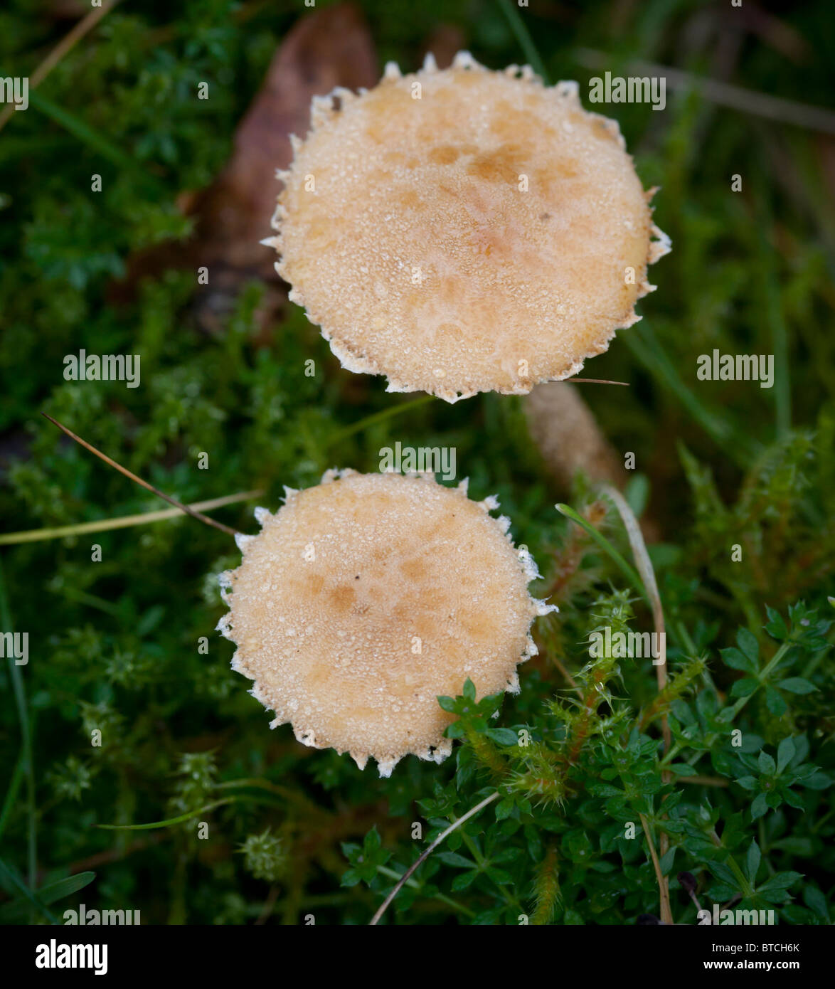 Small fungi growing in moss in a Scottish wood Stock Photo - Alamy