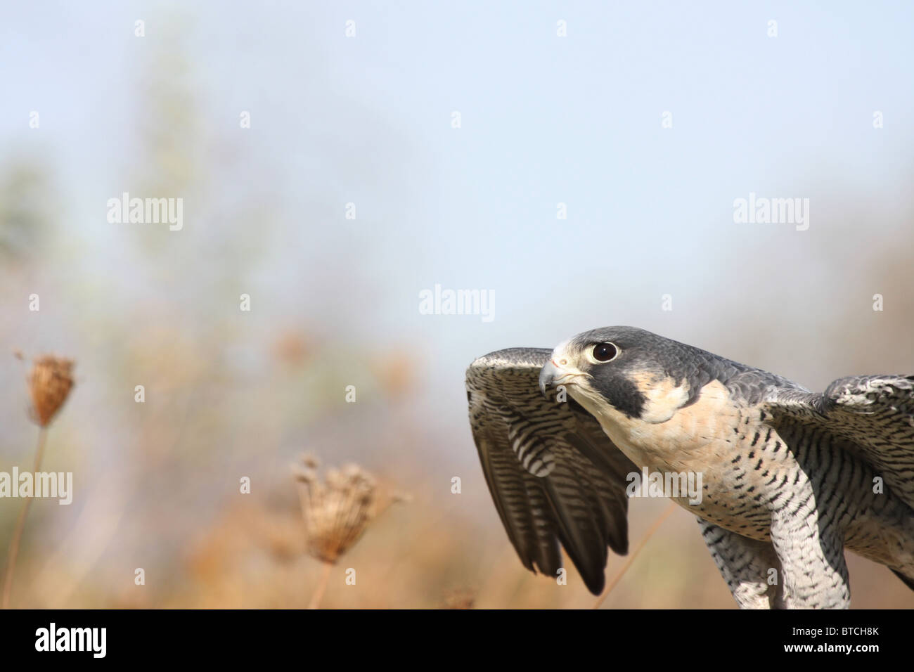 North american peregrine falcon hi-res stock photography and images - Alamy