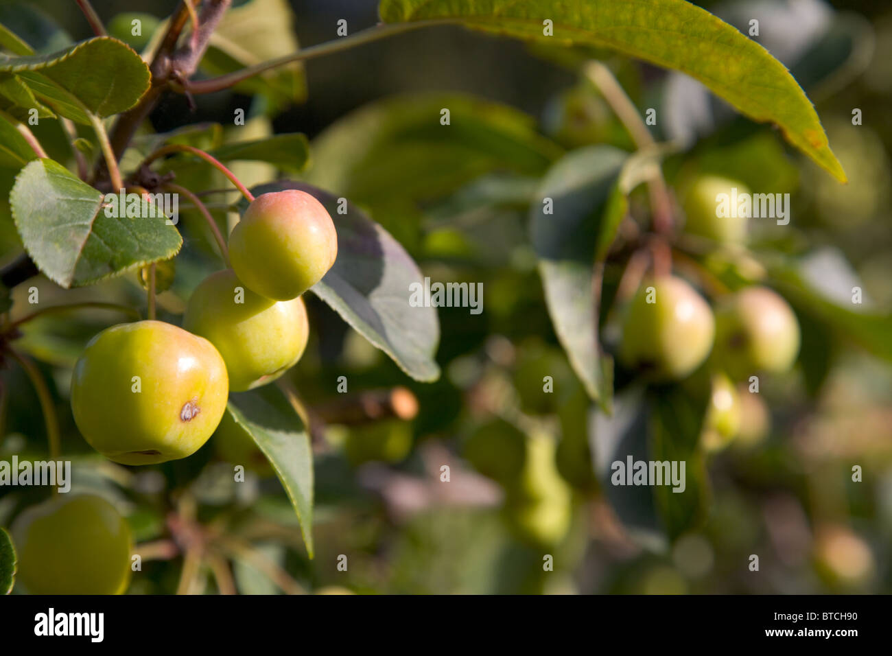 Apples in an English orchard Stock Photo - Alamy