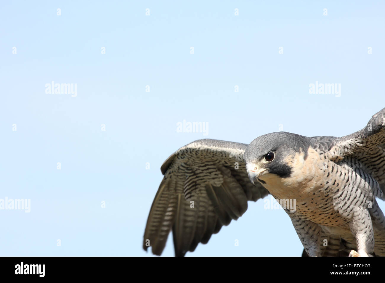 Falcon hunt hi-res stock photography and images - Alamy