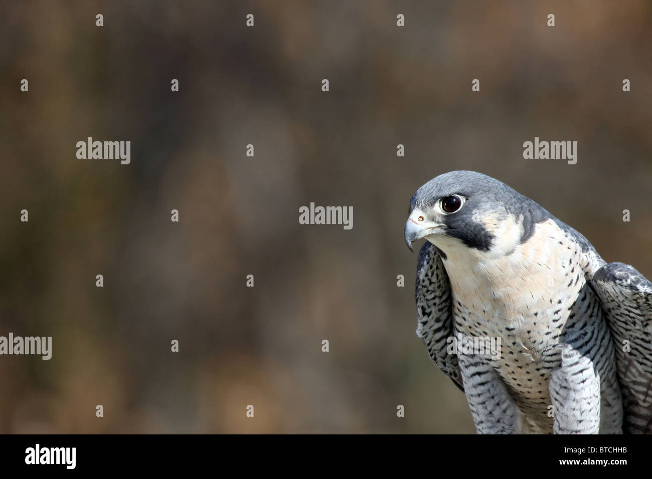North american peregrine falcon hi-res stock photography and images - Alamy