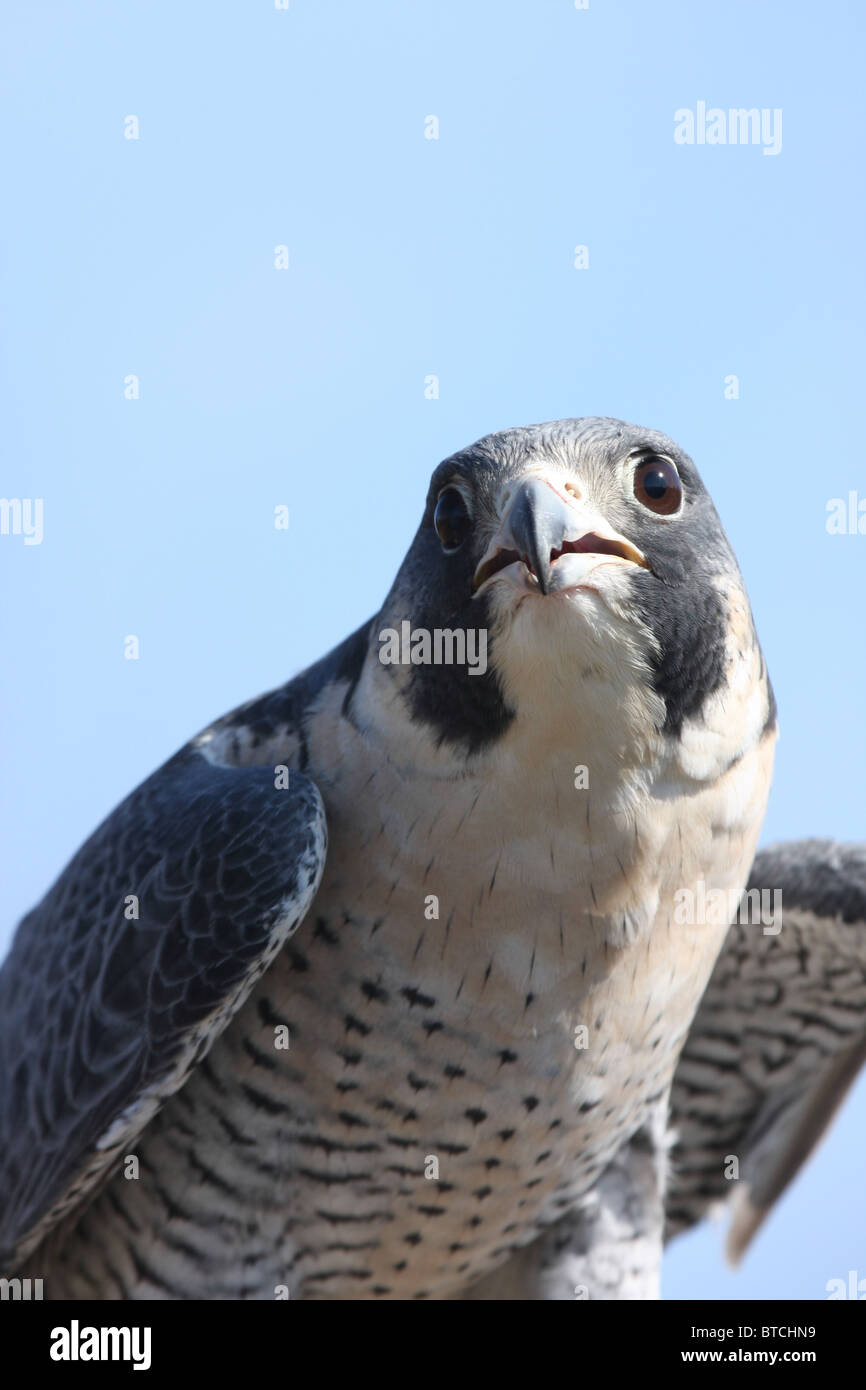 American Peregrine Falcon High Resolution Stock Photography and Images ...