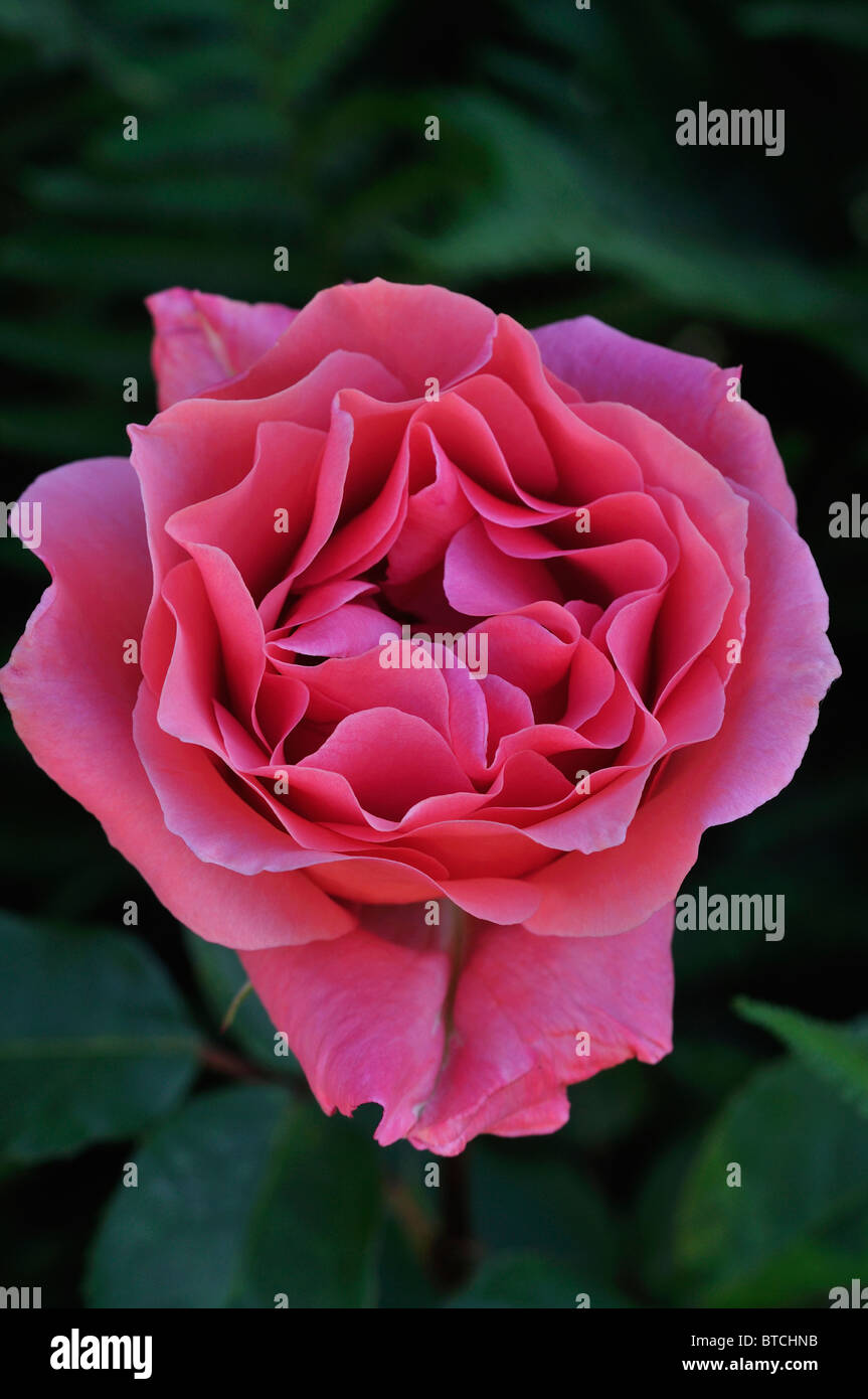 Rose variety hi-res stock photography and images - Alamy