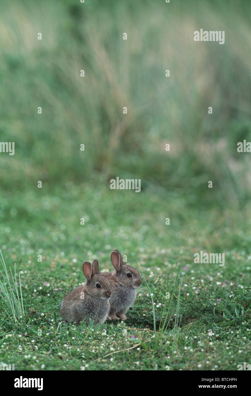 Rabbit feeding garden uk wild hi-res stock photography and images - Alamy