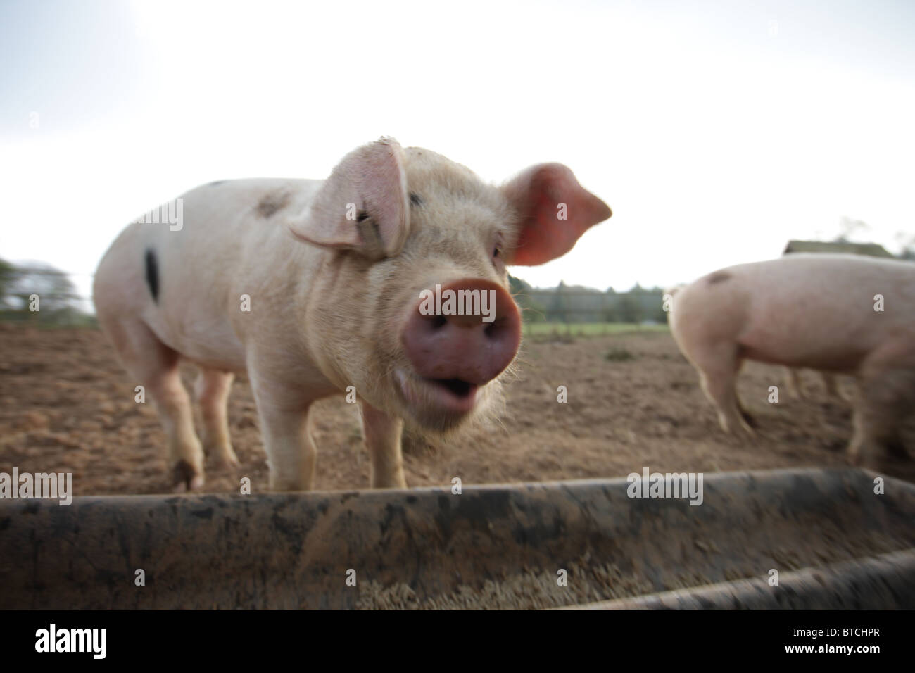 Gloucestershire Old Spot Pig Stock Photo - Alamy