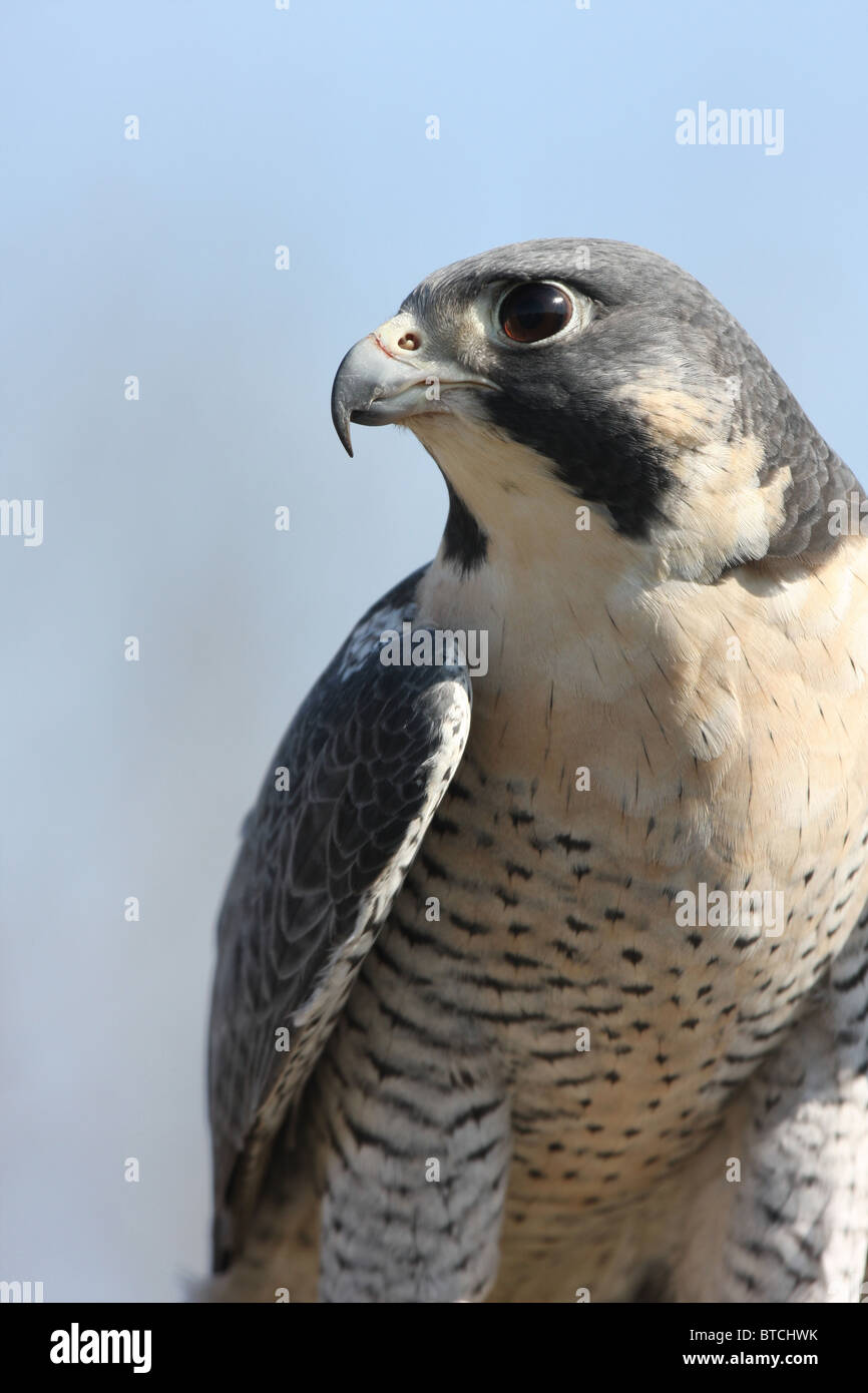 Peregrine Falcon Falco peregrinus Stock Photo - Alamy