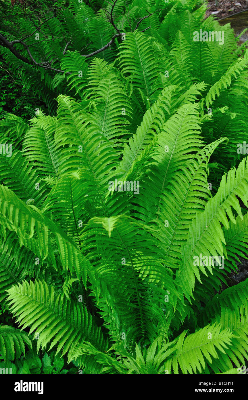 Bright green ferns by stream with masses of fronds, in cottage garden ...