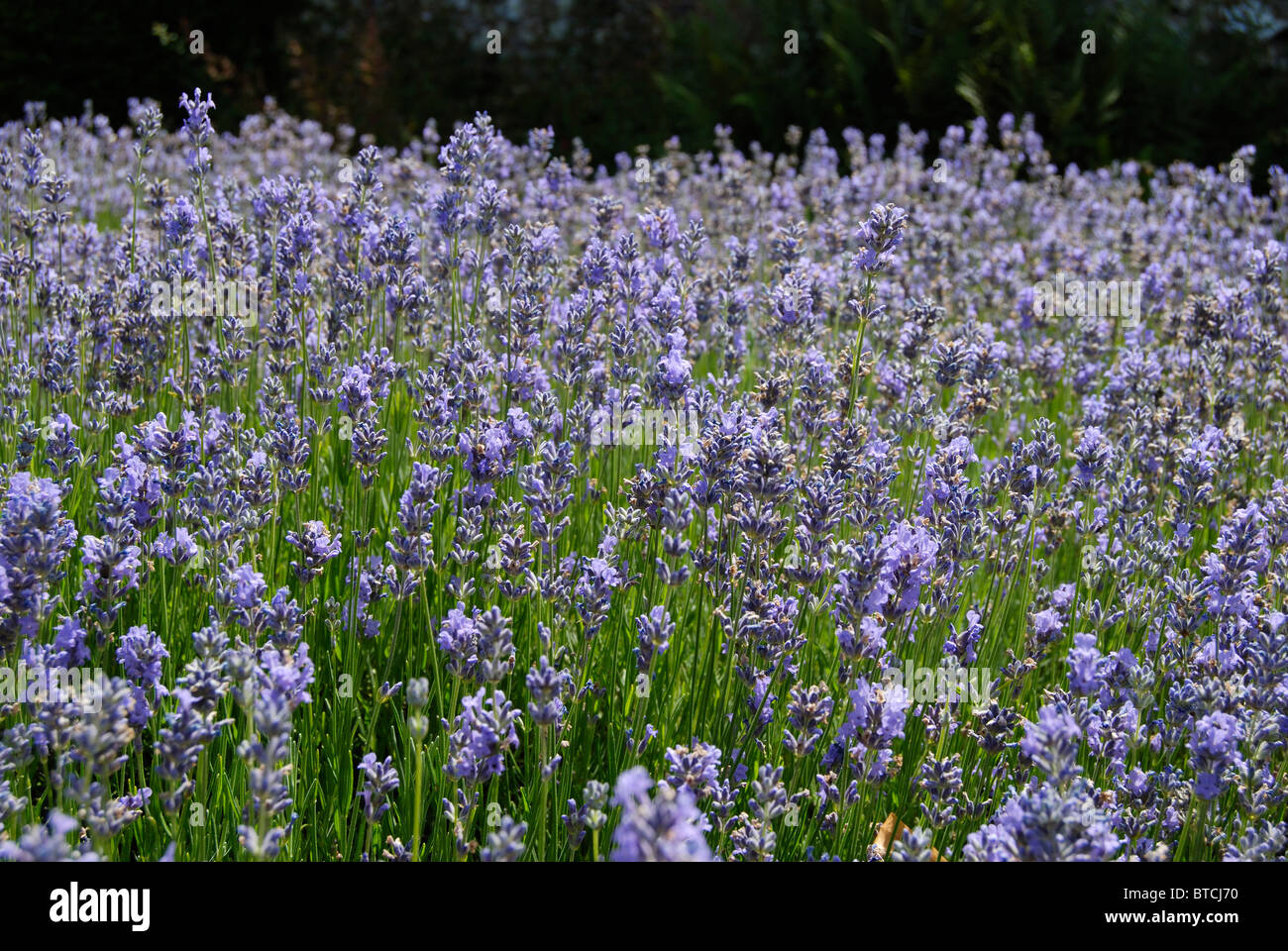 Country garden lavender bush hi-res stock photography and images - Alamy
